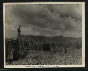 Irish indentured labour in the Caribbean - The National Archives blog