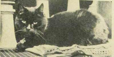 The cats at the heart of government | The National Archives Blog