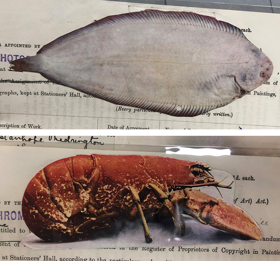 Pre-Raphaelites, John Bull and lobsters: Highlights from cataloguing ...